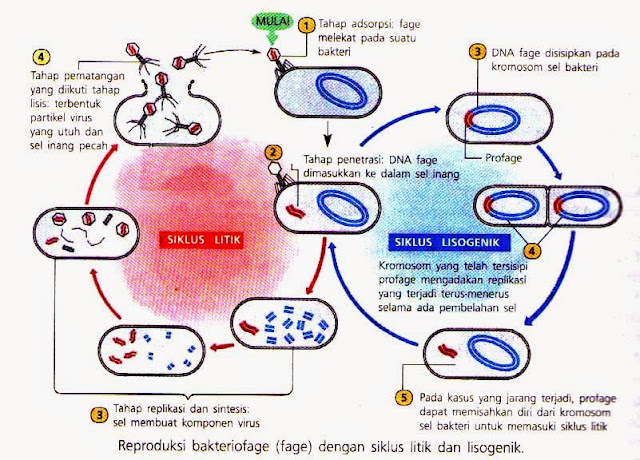 Siklus Hidup Virus( Siklus Litik dan Siklus Lisogenik) - Biologi ...