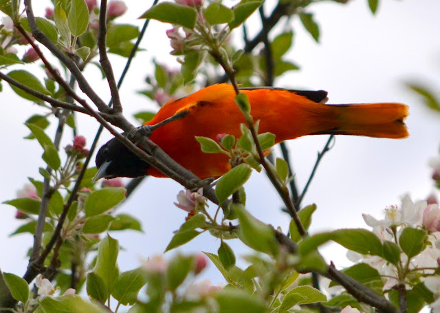 Woods Walks and Wildlife: Mid-May Birds, Bugs, and Flowers