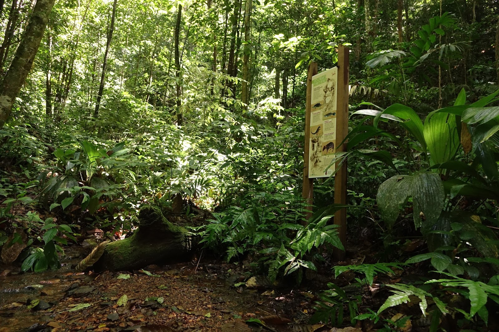 Réserve naturelle Mont Grand Matoury: mai 2016