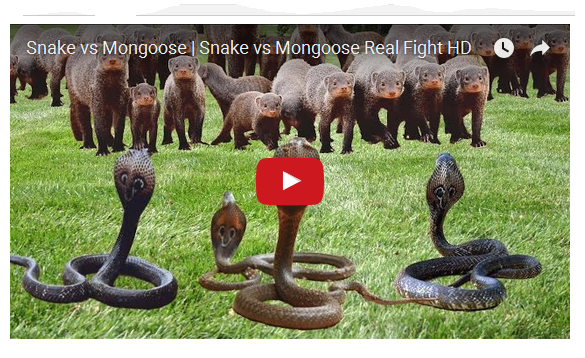 videobox270: Snake vs Mongoose | Snake vs Mongoose Real Fight HD