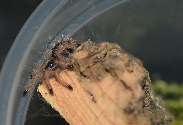 Little Tarantulas: Avicularia minatrix