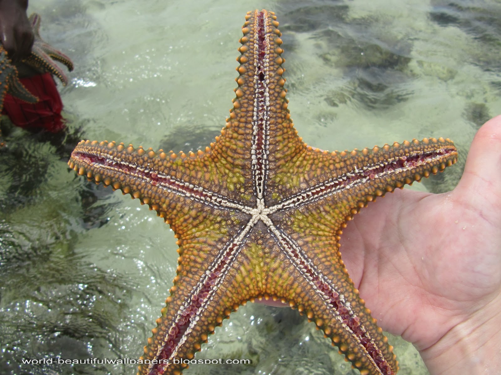 Beautiful Wallpapers: Star Fish Wallpapers