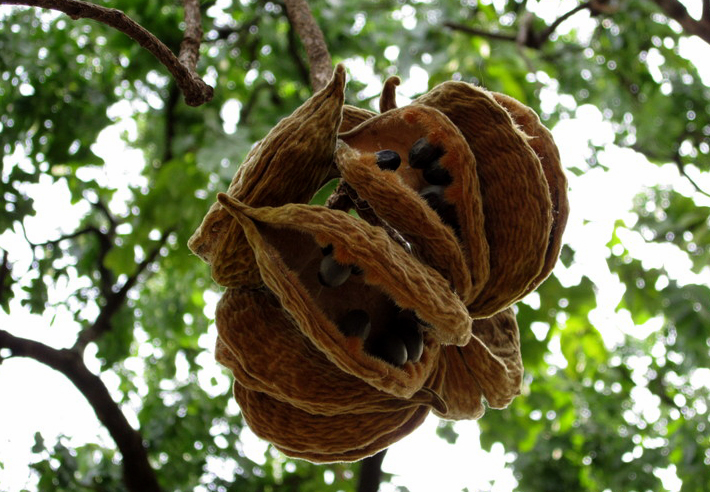 Sterculia setigera - Md Sojol Mahmud