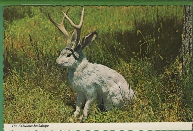 Bestiaria Latina Blog: Centum Verba 18: Lepus Cornua Cupiens