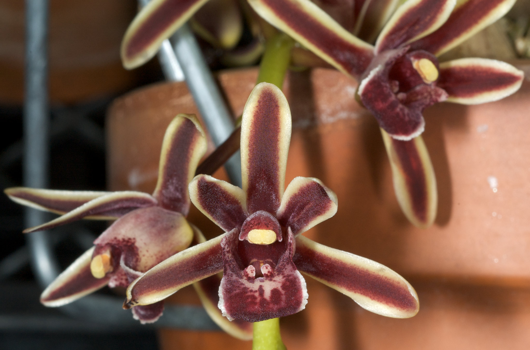 Cymbidium bicolor - The Two-Colored Cymbidium care and culture ...