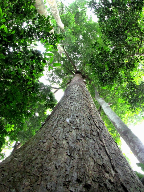 MERANTI MERAH DALAM BIDANG AGRIBISNIS SISTEM TPTJ ~ KEHUTANAN B 2011