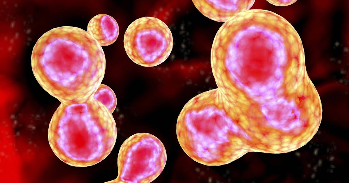 MULTIPLICACIÓN CELULAR