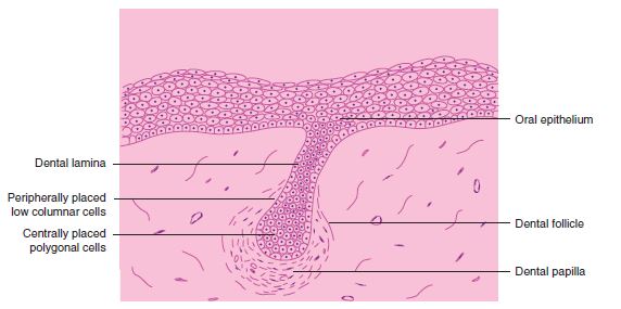 Understand Development of Tooth Stages With Diagrams and Charts