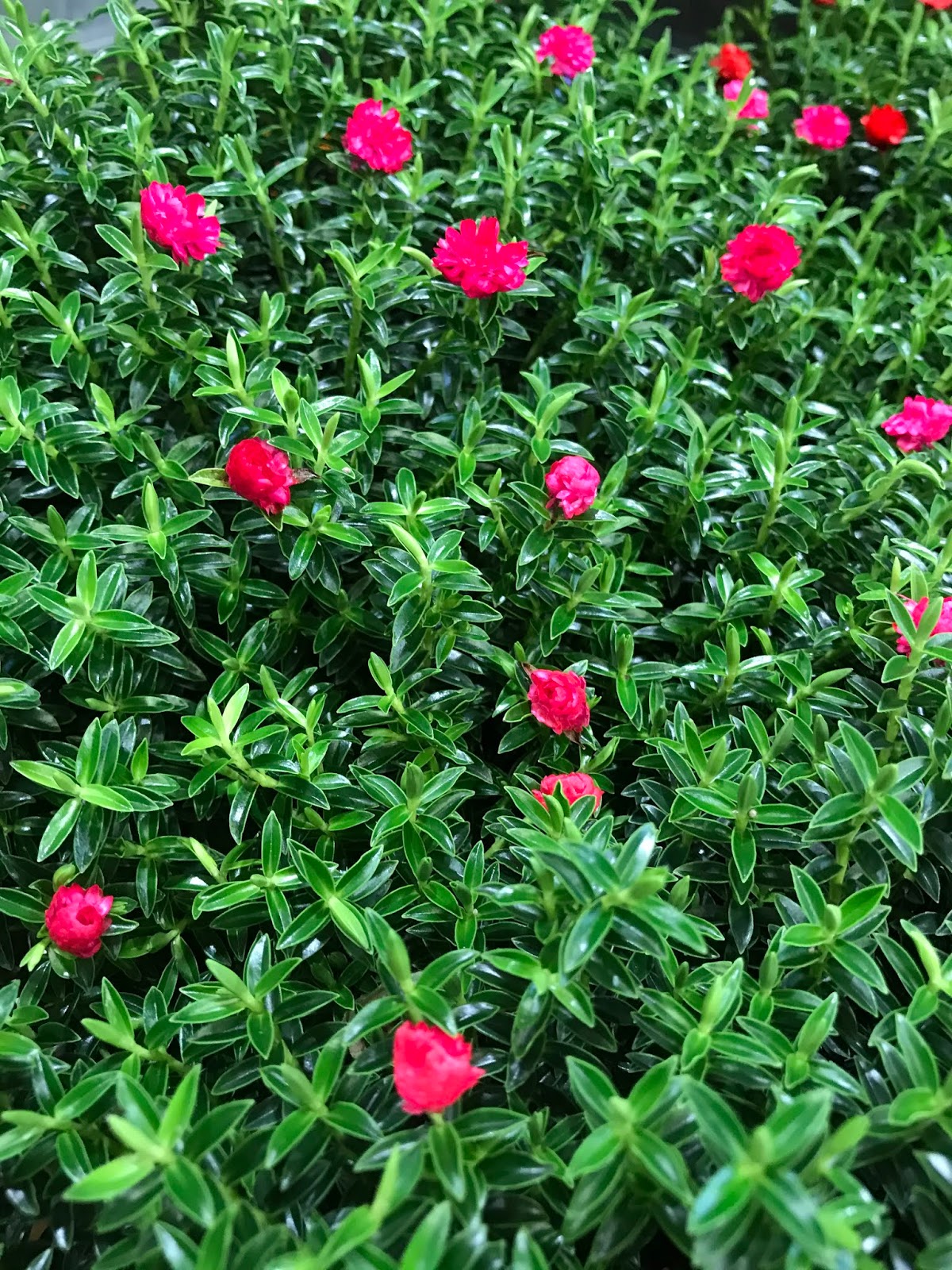 Fleuriste Isabelle Feuvrier: Les myrthe