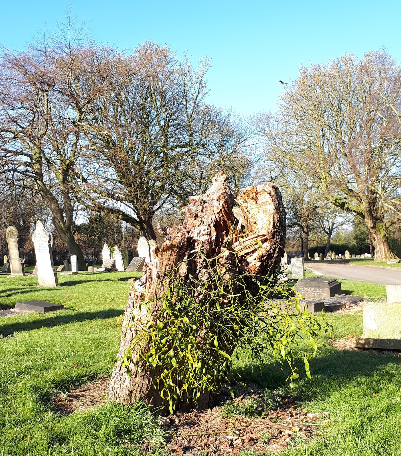 Wild at Hull: Urban birding at Hull: general and western cemetery