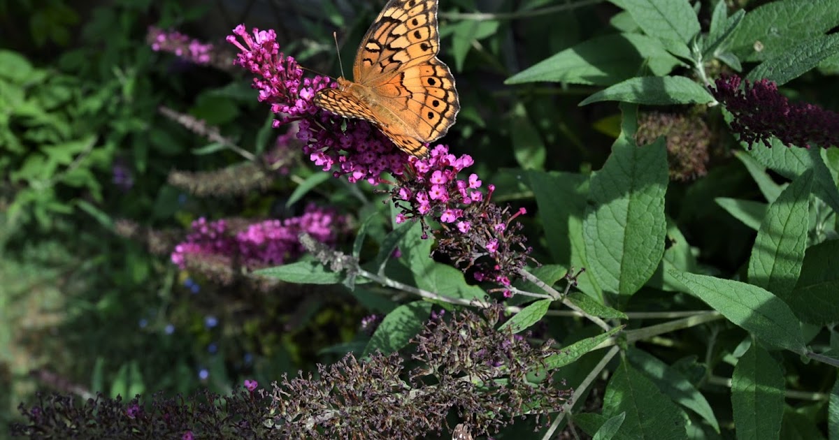 Saturdays Vintage Finds: Butterflies on Butterfly Bushes