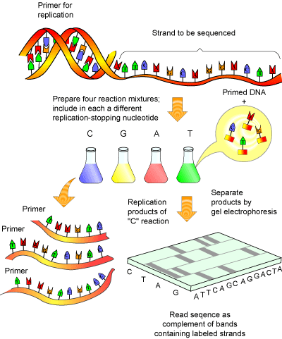 Sekuensing DNA Teknik Sanger ~ Scientists Biology