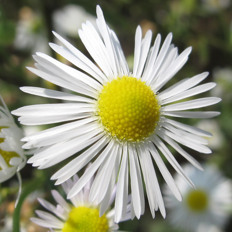 The Joyce Road Neighborhood: Wildflower - Daisy Fleabane The Joyce Road Neighborhood: Wildflower - Daisy Fleabane