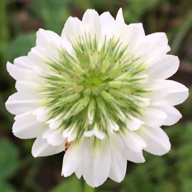 Never Give Up: Dutch Clover in the Grass