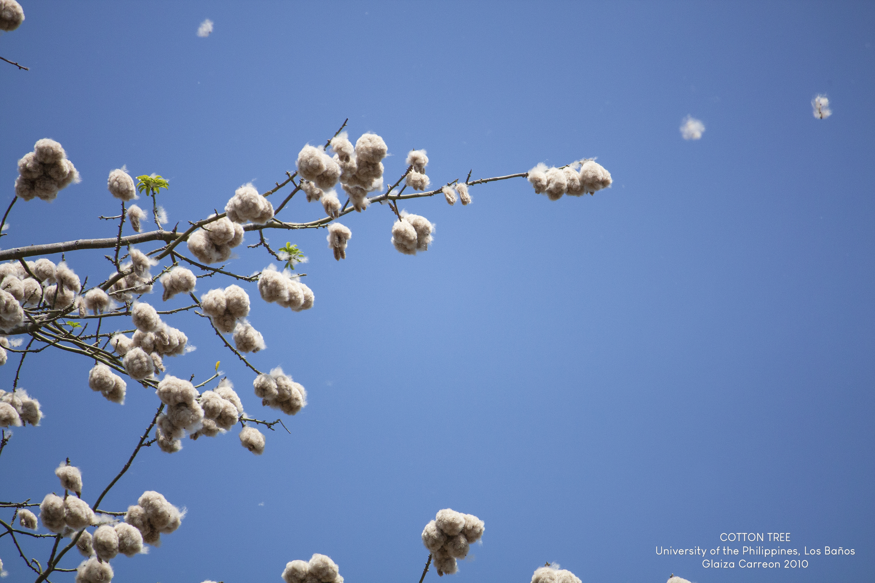 Cotton Tree at UPLB, April 2010