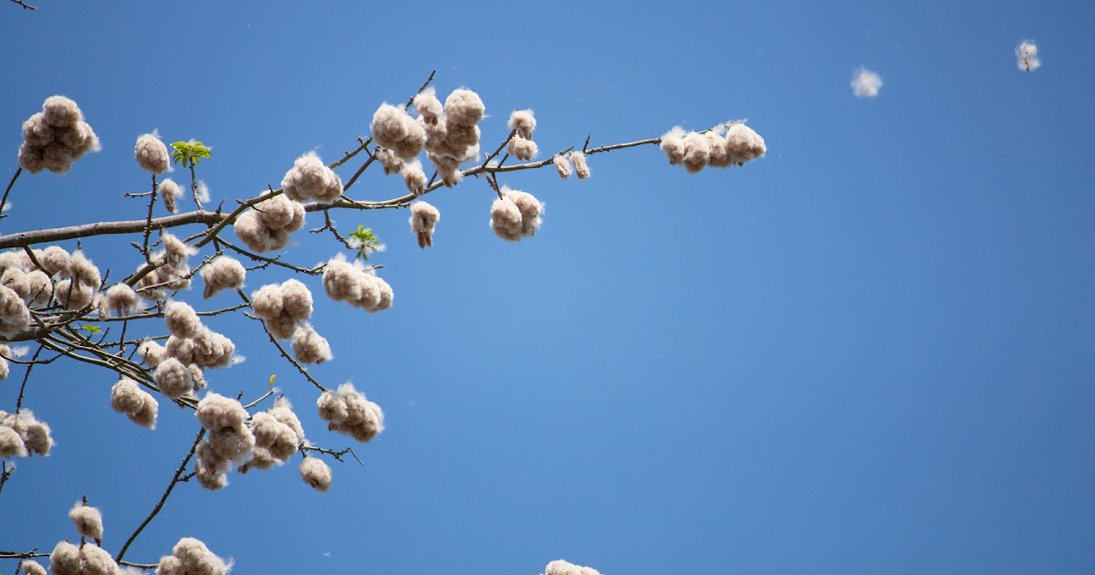 Cotton Tree at UPLB, April 2010