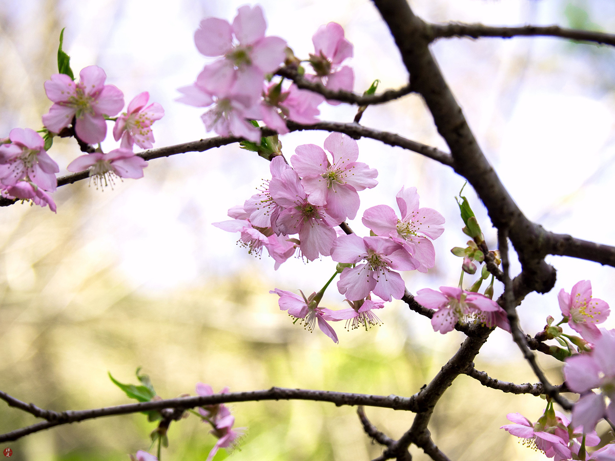 FROM THE GARDEN OF ZEN: Kawazu-zakura blossoms: Jochi-ji