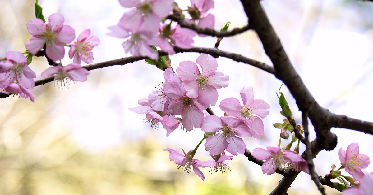 FROM THE GARDEN OF ZEN: Kawazu-zakura blossoms: Jochi-ji