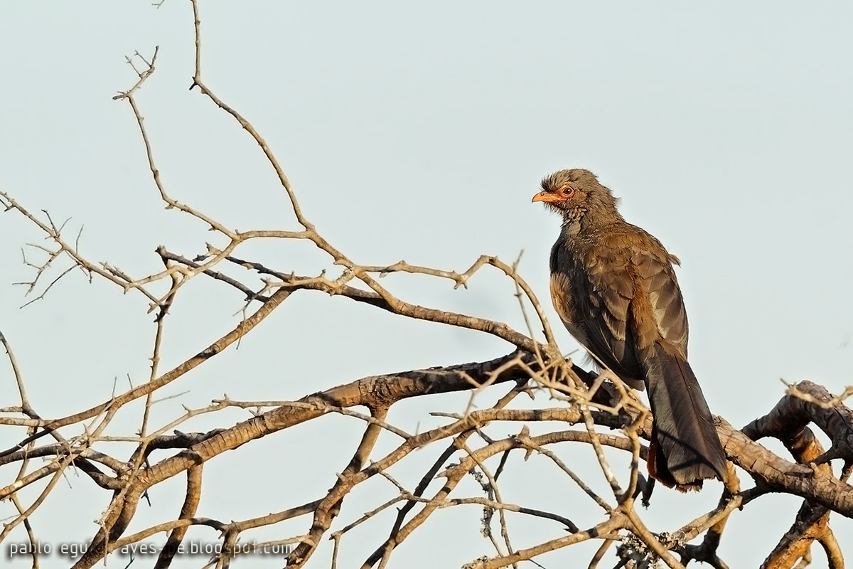 mis fotos de aves: Ortalis canicollis Charata Chaco Chachalaca