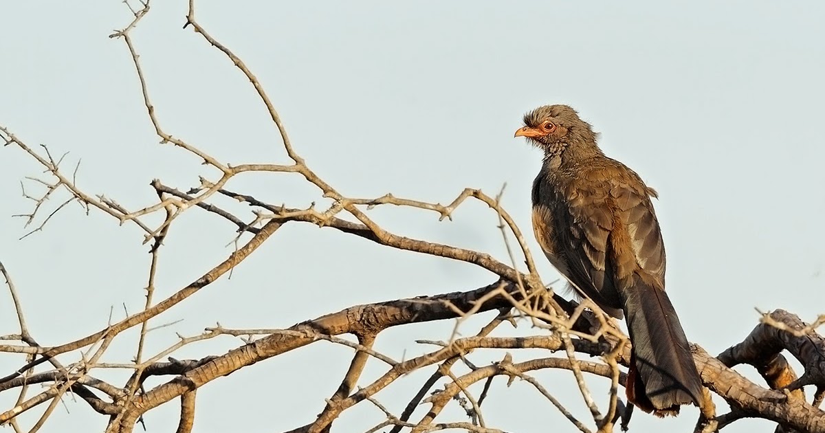 mis fotos de aves: Ortalis canicollis Charata Chaco Chachalaca