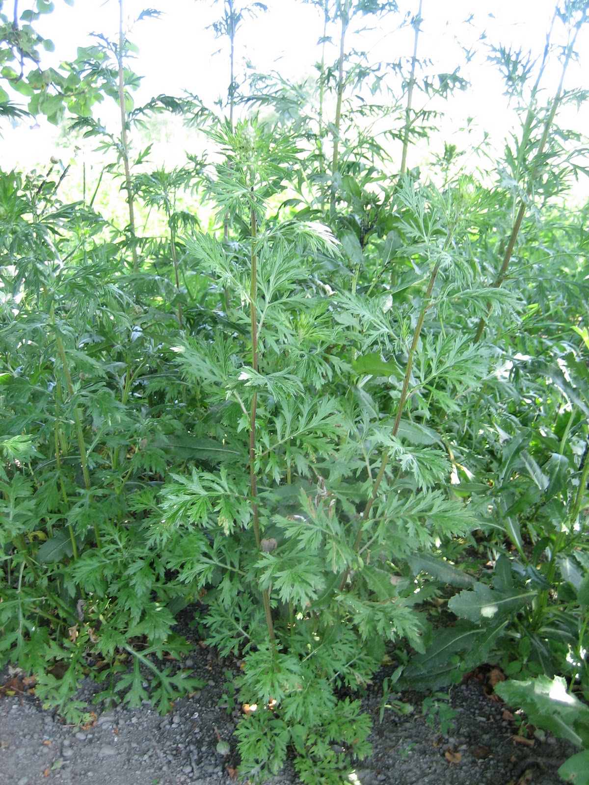 Planter i bestemors hage: Ugress