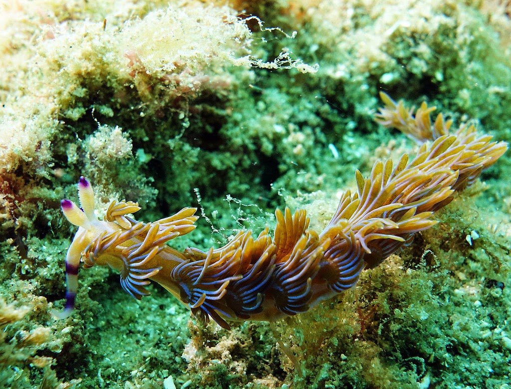 Species of UK: Week 47: Sea Slugs ('Nudibranch')