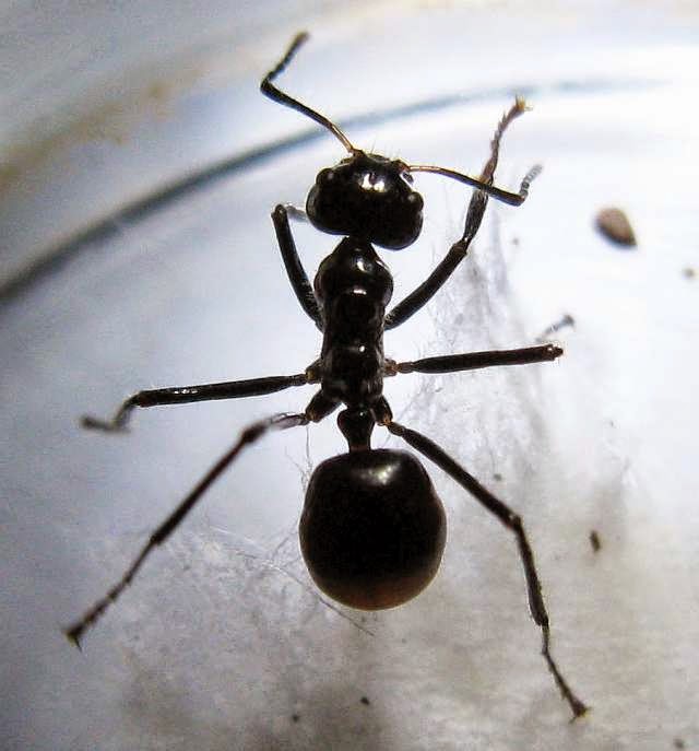 Photos and Info on Ants and Termites of Malaysia: Dolichoderus sp