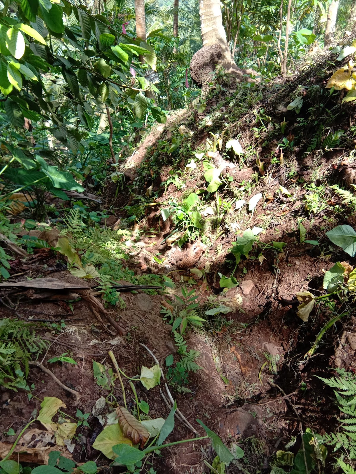 Lakawero: MT. LOAY TRAVERSE
