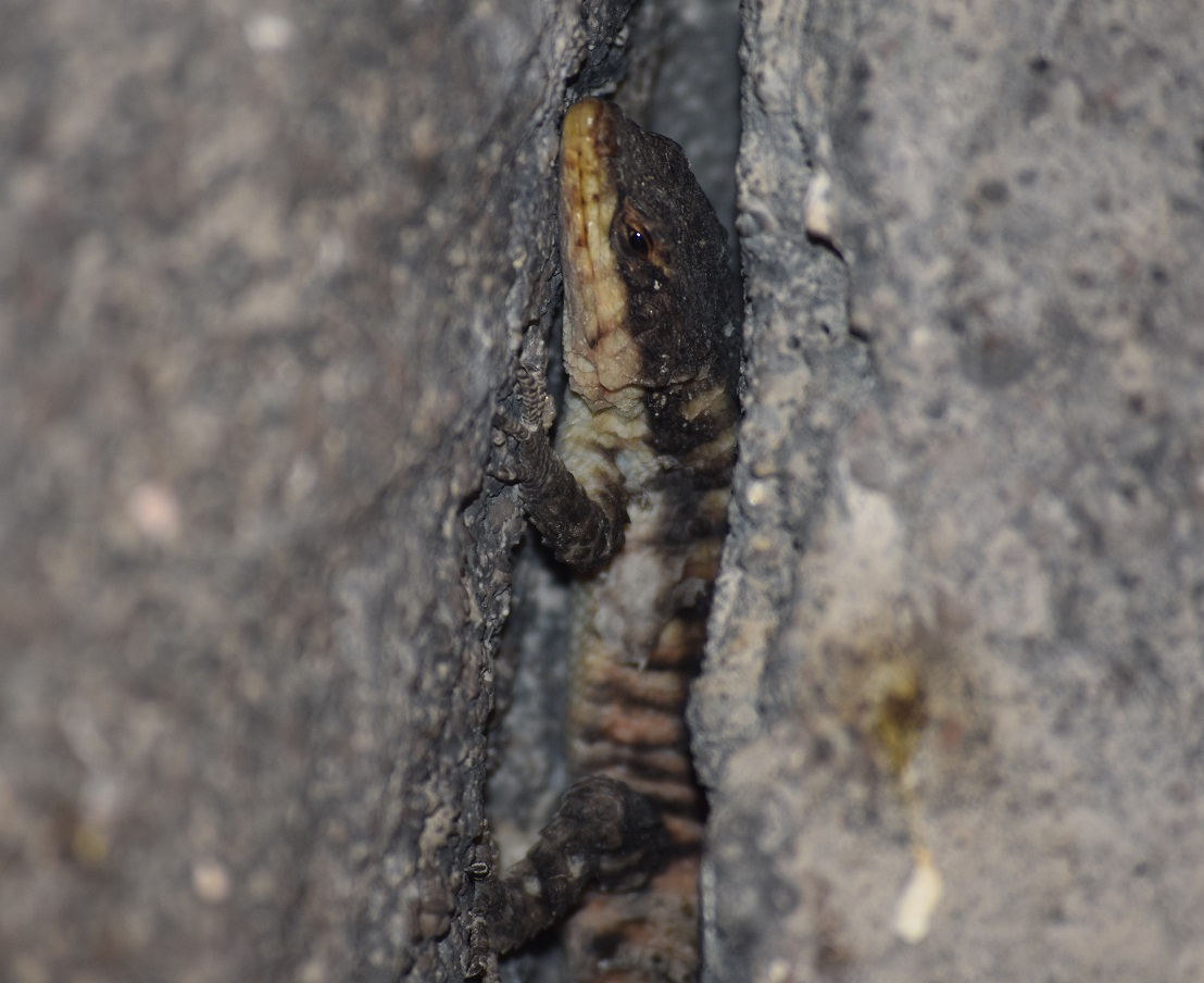 ZOOTOGRAFIANDO (6.096 ANIMALS): LAGARTO ACORAZADO DE WARREN / WARREN´S ...