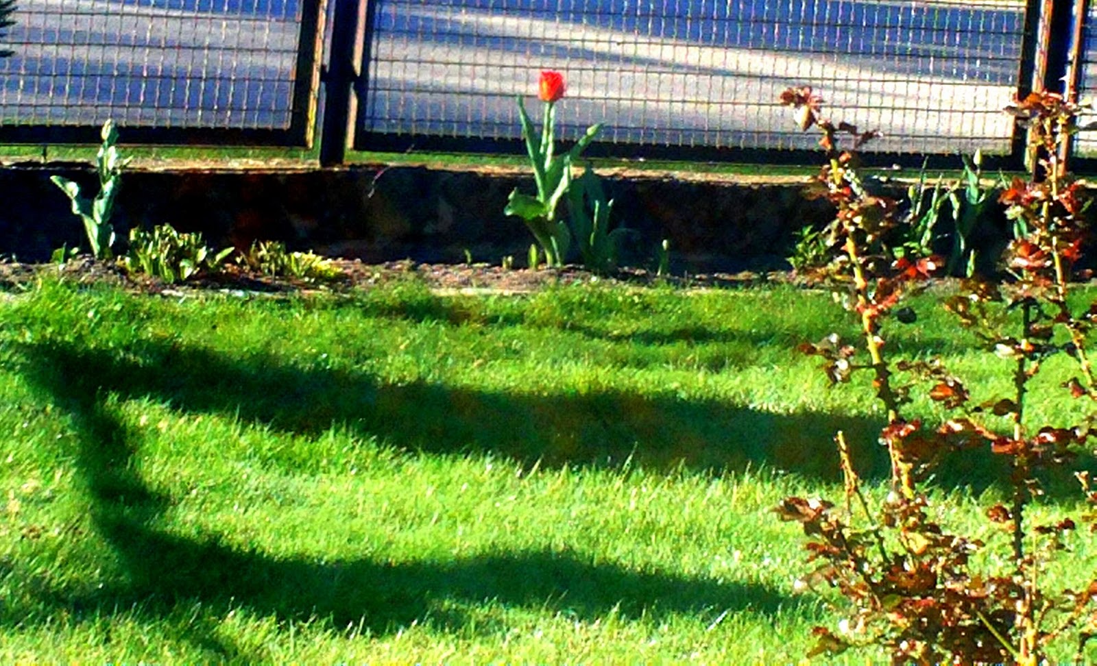 Rarossa: WIOSNA W OGRODZIE