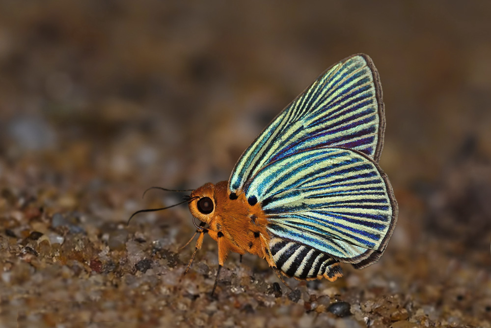 Hesperiidae of Thailand Checklist | BugsAlive