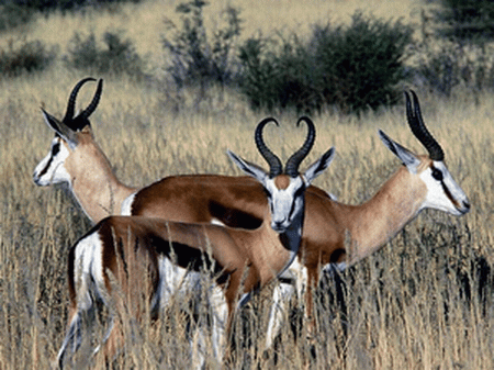 Folksmarket.com: King of Wool, Shahtoosh- The Indian Handloom Fabric by ...