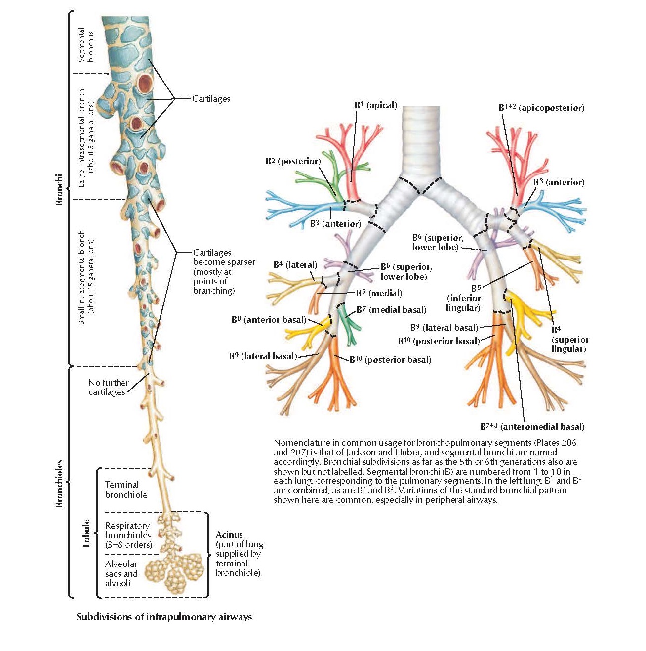 Bronchioles Definition Location Anatomy Function Diagram