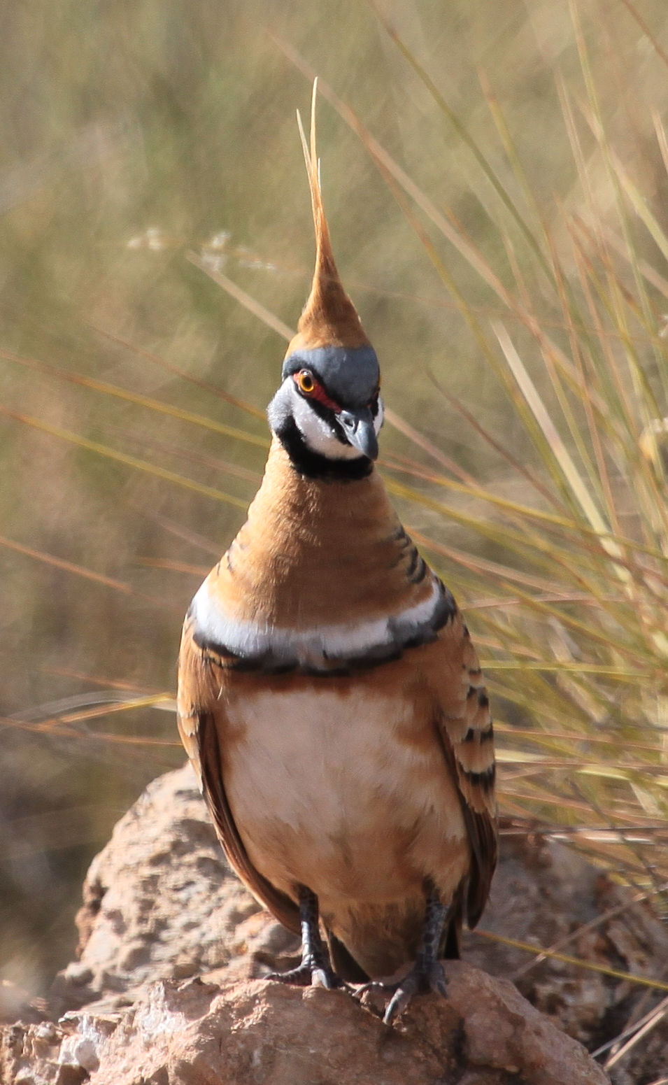 Richard Waring's Birds of Australia: Alice Springs to Haasts Bluff ...