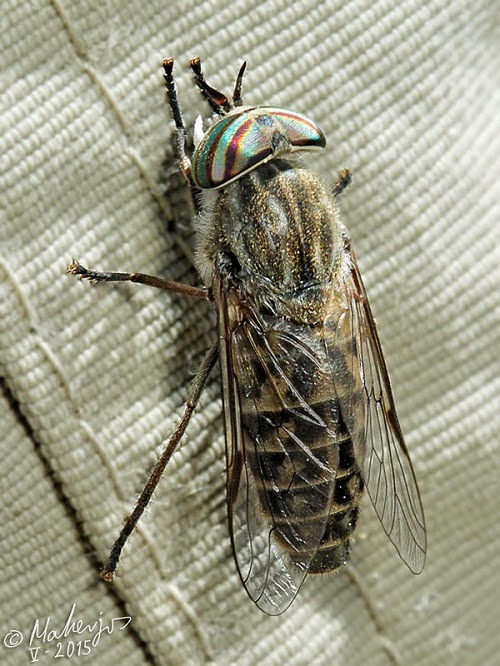 Biodiversidad Costa Granadina y ... (Fauna): Tábano (Tabanus ...