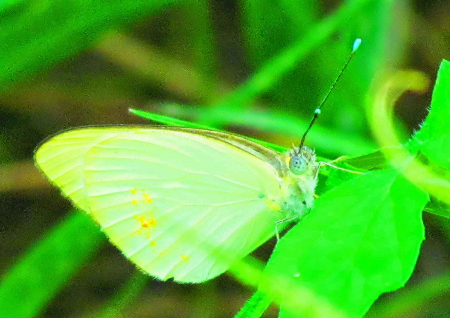 Foto Blog Puerto Rico: Fotos de Mariposas