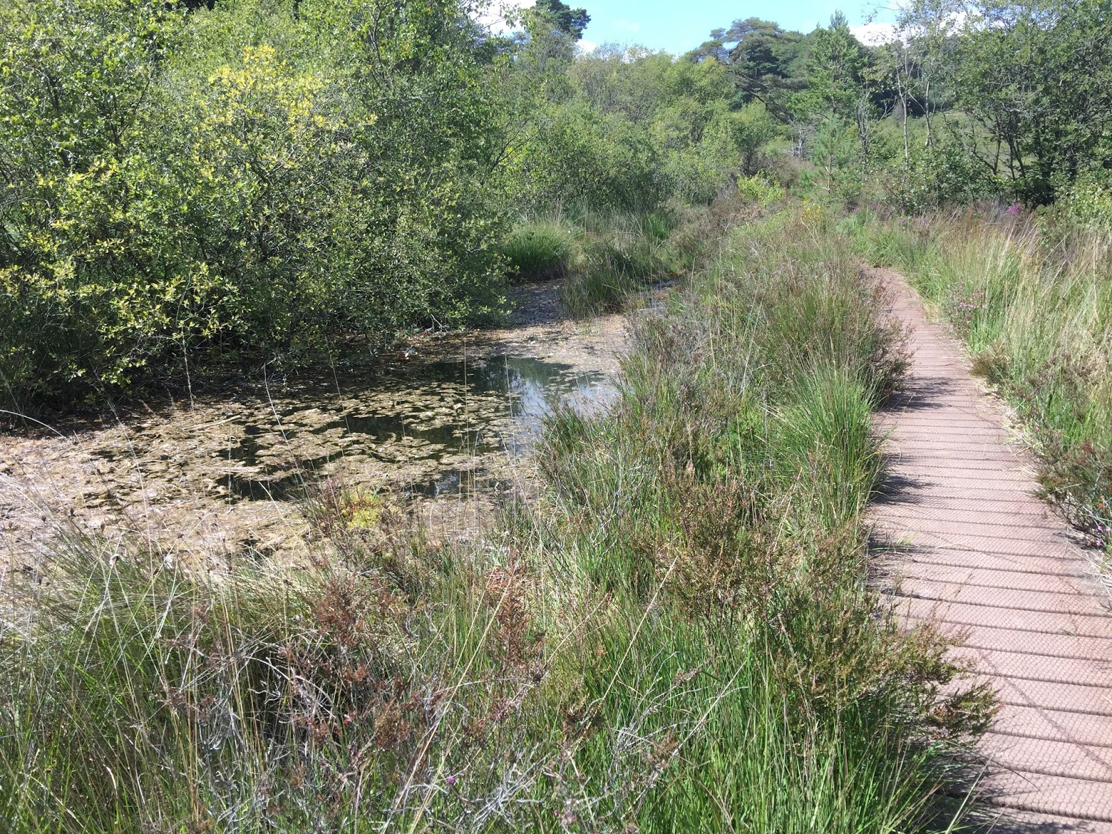 Non-Stop Birding: The Lizard, day five, journey home via Bystock Pools