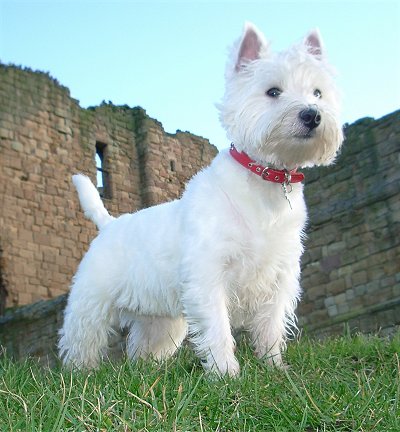 mascotapetit: Perro West Highland white terrier