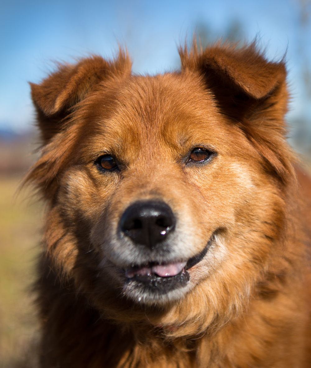 Chow Chow Mix