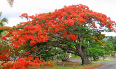 Flamboyant | Flore de l’île de la Réunion