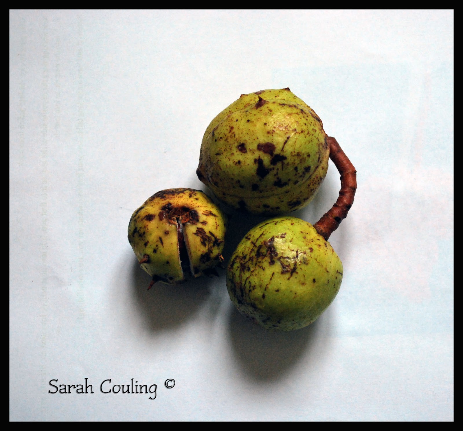 Going Conkers! Conker Decoration tutorial. - Sarah's Creative Outlet