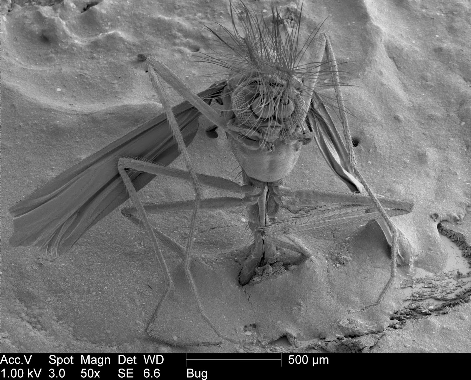 World Of Technology Pictures Of A Gnat Under An Electron Microscope