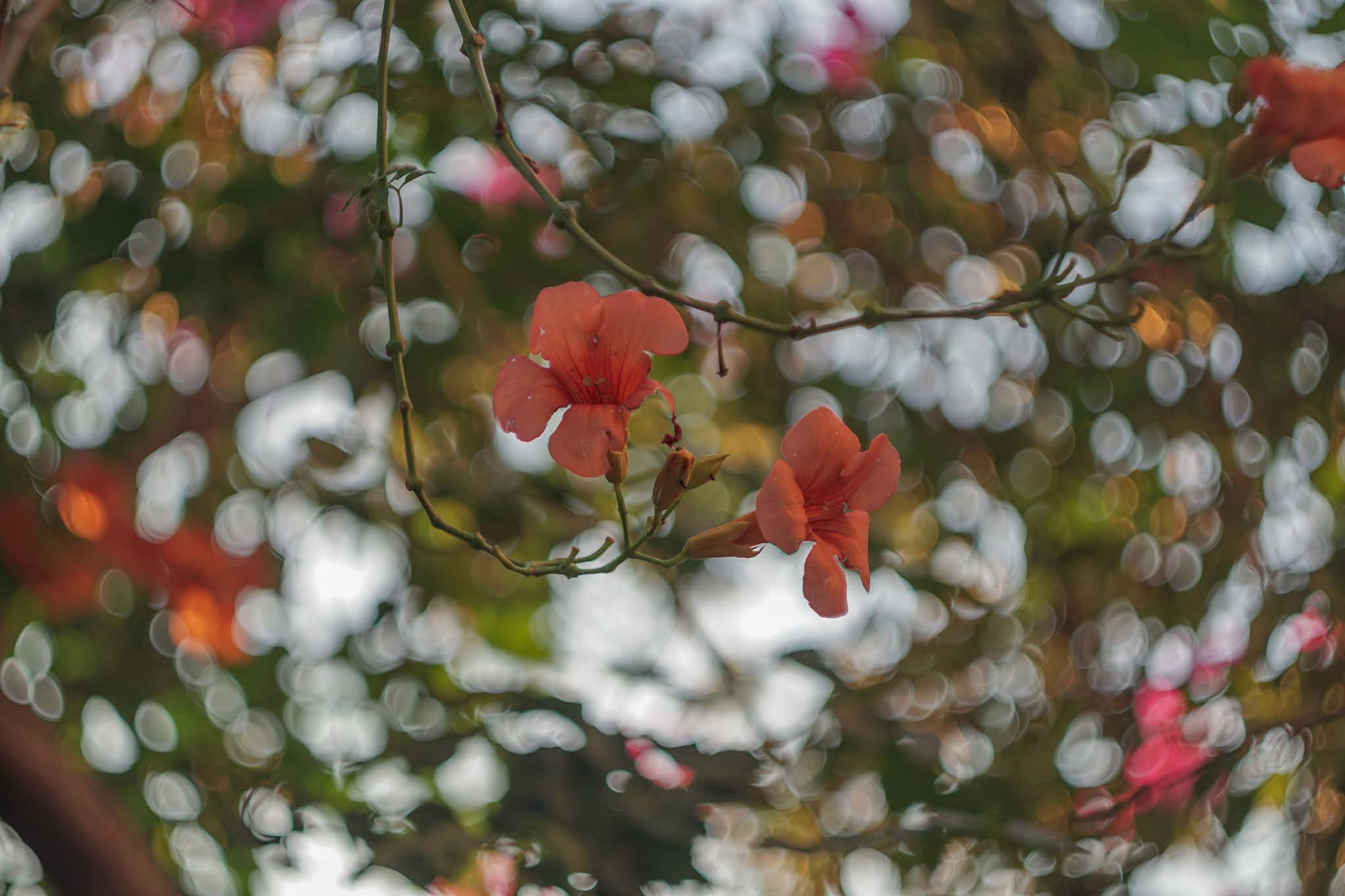 Helios 44-2 vintage lens review - From Russia with swirly bokeh - Denis Random Tech