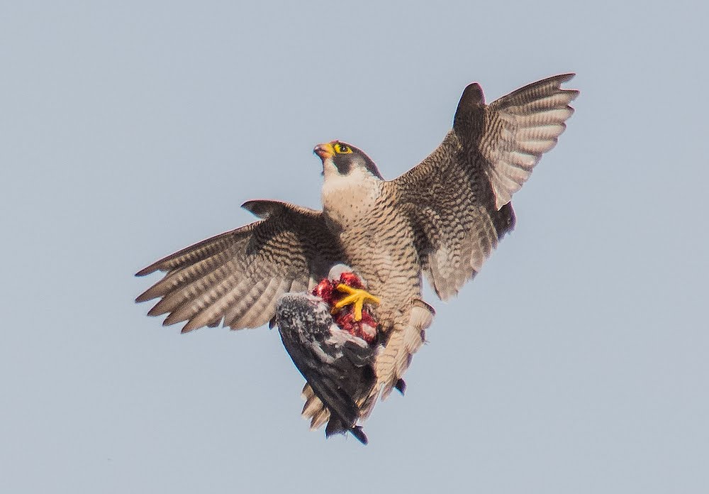 Leigh Ornithological Society: The Manchester Raptor Group – its History ...