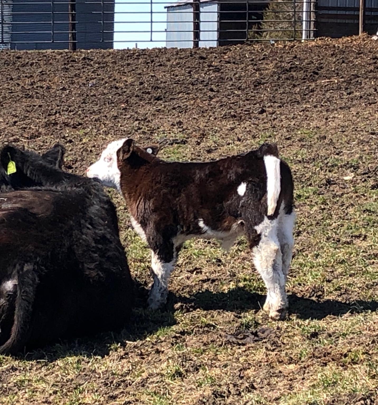 MITTAG Blog: Calf Pictures