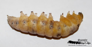 Proceso de crisálida en el exterior. ~ LOS GUSANOS DE SEDA