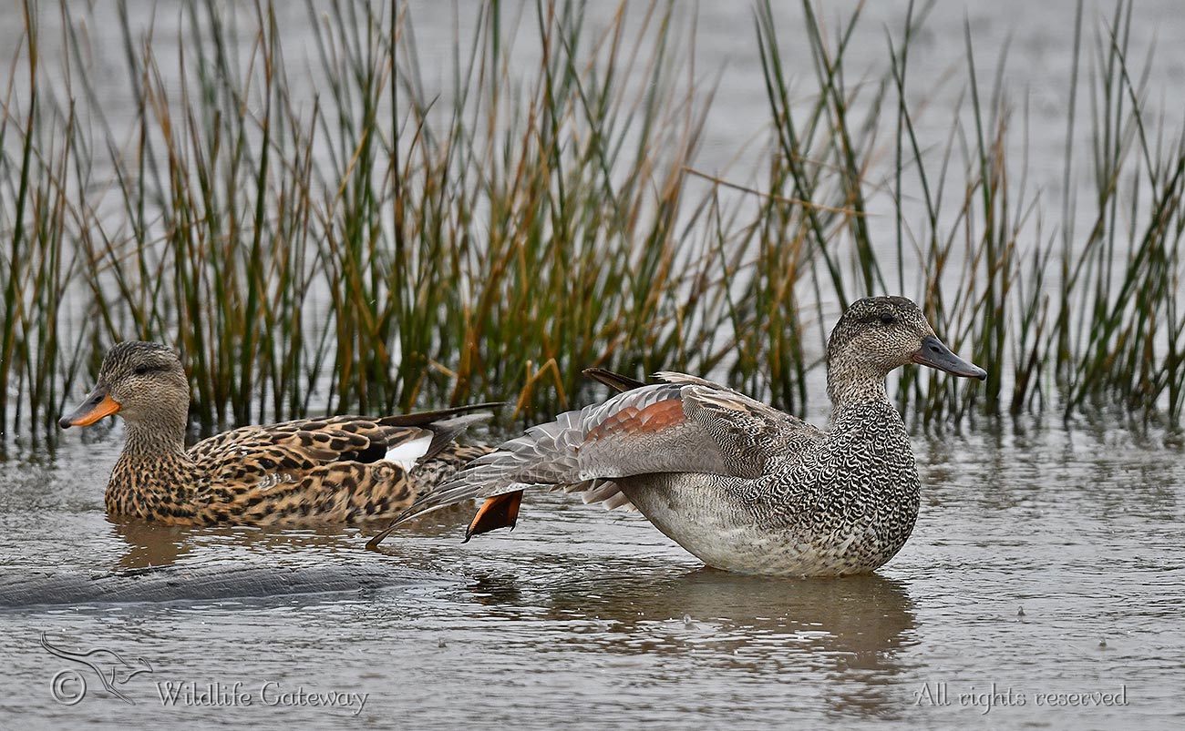 WILDLIFE GATEWAY: Chipeau, le canard papillon...