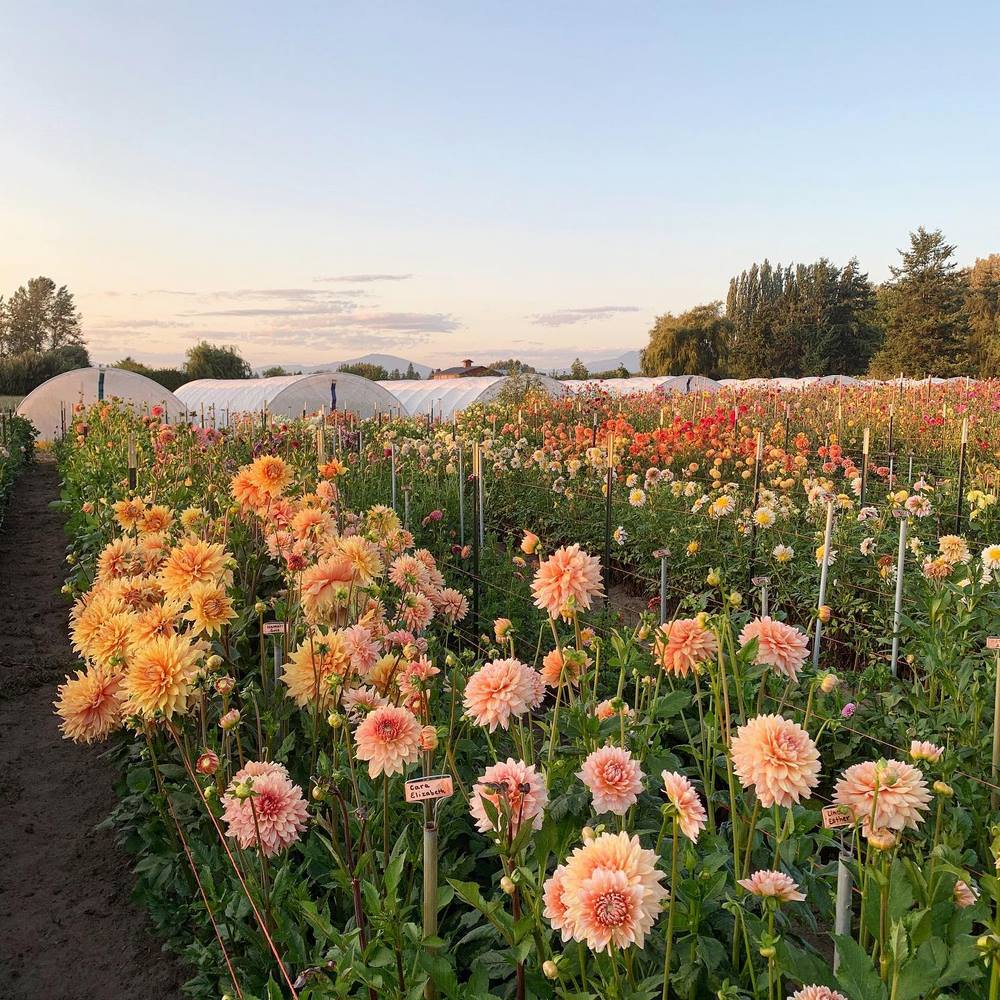 Descubriendo las dalias con Erin Benzakein