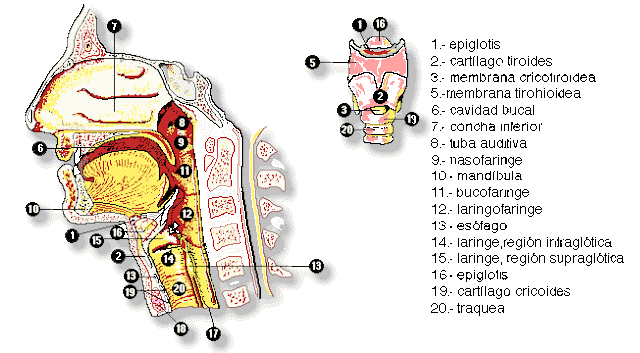 Radiologia de Cara y Cuello: septiembre 2013