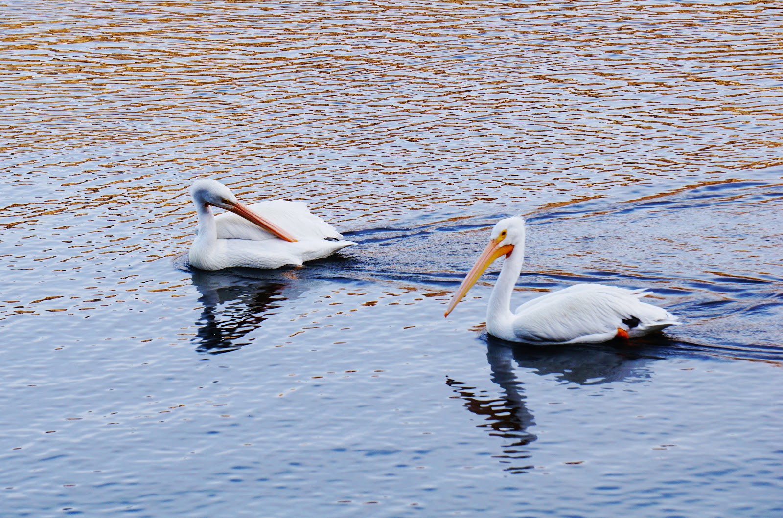 Lazarow World-Hike-About: No Swan Lake, instead, Pelican not so brief.